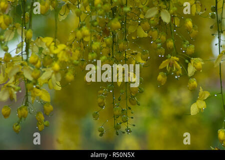 Cassia fistula, known as the golden rain tree, canafistula and in ...
