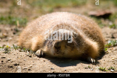 gopher small african mammal animal Stock Photo - Alamy