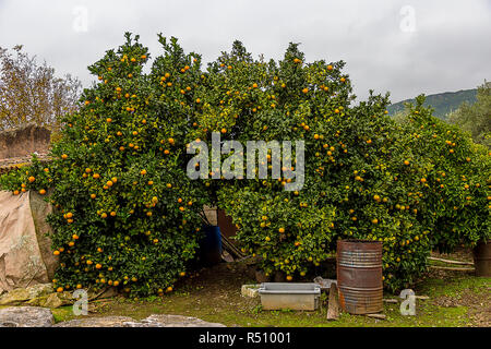 Huge Orange Tree Loaded With Lot's of Oranges Stock Photo - Alamy