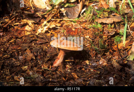 Fungi Lactarius quietus Oak Milk Cap in natural woodland habitat ...