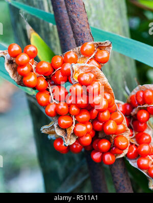 iris foetidissima stinking gladwyn bright orange berries berry fruit ...