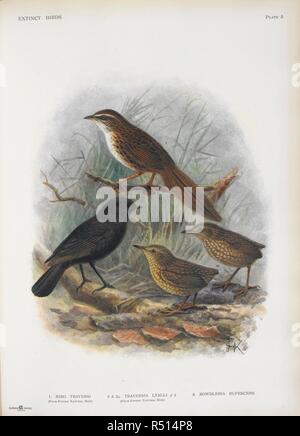 Lyall Wren, Traversia lyalli Stock Photo: 66741243 - Alamy