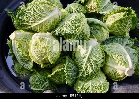 Freshly harvested savoy cabbage, with droplets of water, at Front Porch ...