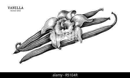 Vanilla flower drawing illustration. Black and white with line art on ...