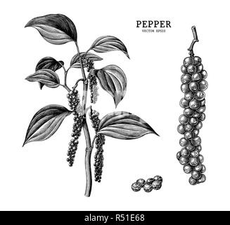 peppercorn pepper branch sketch hand drawn vector Stock Vector Image ...