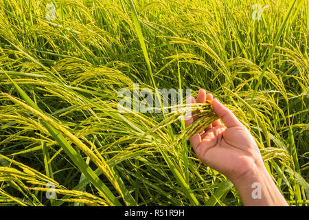 Close Up Paddy rice field Stock Photo - Alamy