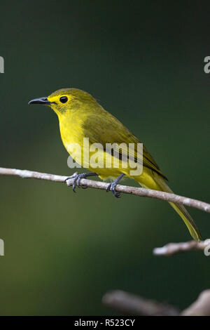 Yellow-eyed Bulbul (Chrysomma sinense Stock Photo - Alamy