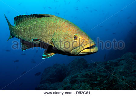 Pacific Goliath Grouper, Epinephelus quinquefasciatus, Mexico Stock ...