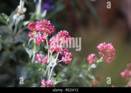 Red spur flower, centranthus ruber, in a close-up Stock Photo - Alamy