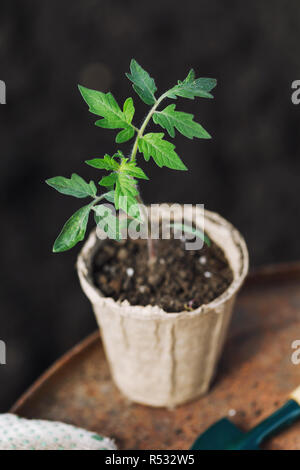 shovel and rake pot with green sprouts Stock Photo - Alamy
