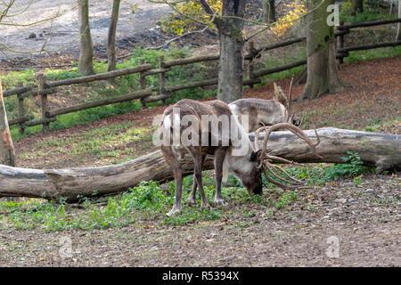 Big reindeer from behind 2 Stock Photo - Alamy