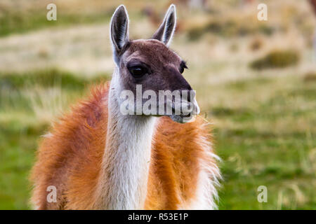 Guanacos are one of the members of the camel family found in the new ...