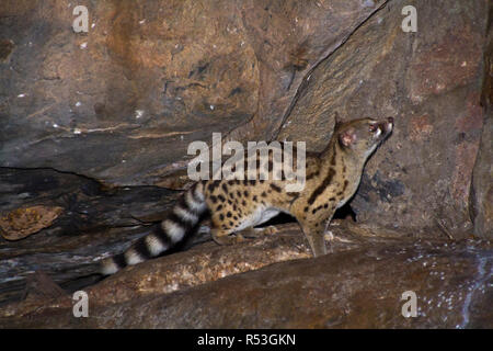 Rusty-spotted Genet (Genetta maculata) adult, sitting on ground at ...