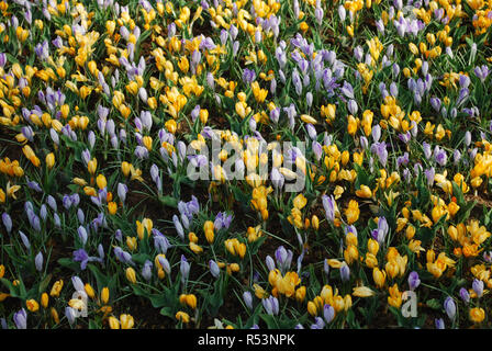 Crocus vernus Remembrance and Crocus Yellow grown in the park. Spring ...