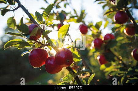 Cider apples ready for harvesting, Somerset, England, United Kingdom ...