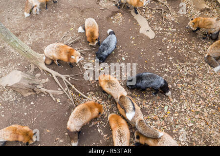 Fox eating snack together Stock Photo - Alamy