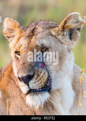 Lion with scare on her face Stock Photo - Alamy