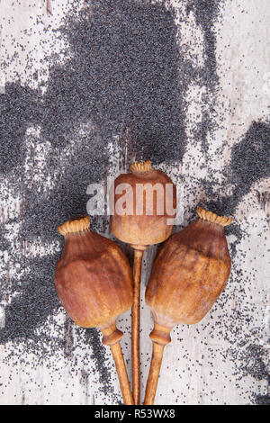 Dried poppy heads and pile of poppy seeds isolated on white background ...