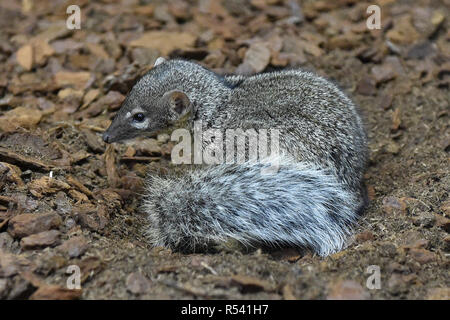 Brno, Czech Republic. 29th Nov, 2018. A narrow-striped mongoose ...