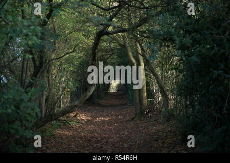 Shotover park near Oxford Stock Photo - Alamy