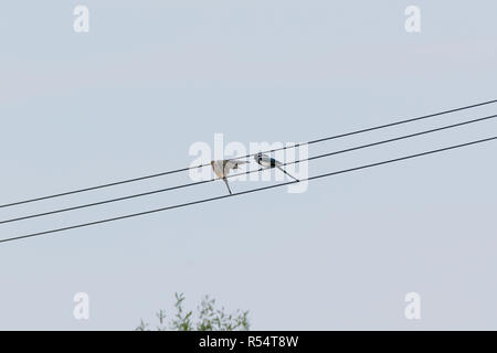 Common Kestrel (Falco tinnunculus). Russia, the Moscow region Stock ...