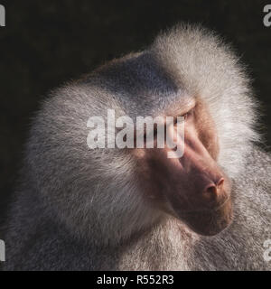 Head shot of a monkey with grey hairs Stock Photo - Alamy
