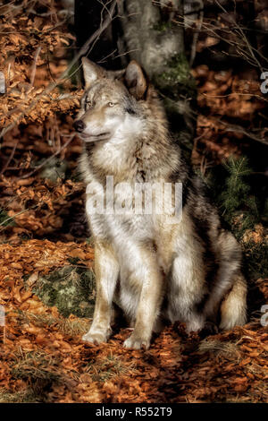 Grey Wolf Sitting Stock Photo - Alamy