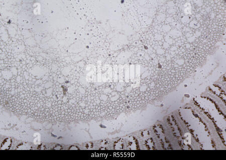 Agaricus section under the microscope Stock Photo - Alamy