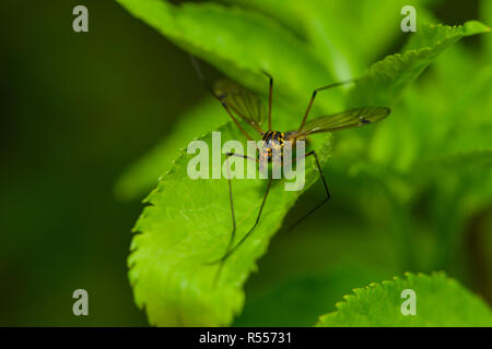 schnake on a leaf Stock Photo - Alamy