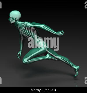 Human Bone Structure Diagram Stock Photo - Alamy