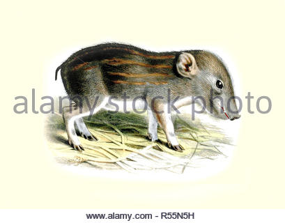 Pygmy hog (Porcula salvania Stock Photo - Alamy