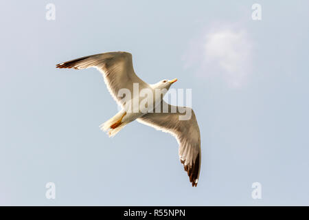 A seagull gliding through the ocean with its head submerged below the ...