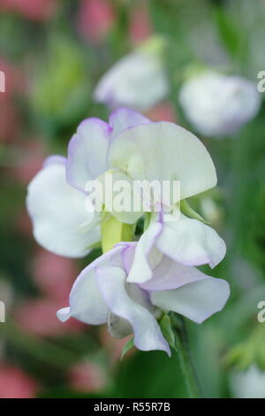 Lathyrus odoratus 'Albutt Blue', a strongly scented, modern grandiflora ...
