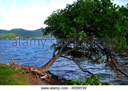 Poison Apple (Hippomane mancinella) green fruit on the tree, Punta ...