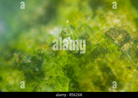 Cucumber under the microscope Stock Photo - Alamy