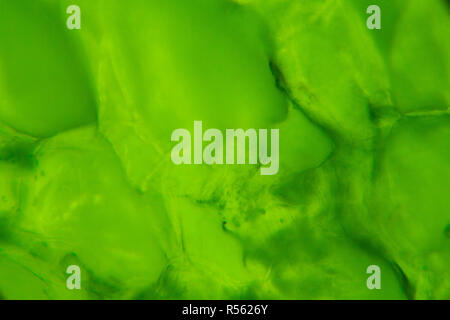 Cucumber under the microscope Stock Photo - Alamy