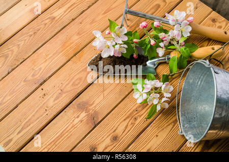 Branch of blossoming apple and garden tools on a wooden surface Stock ...