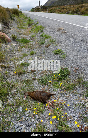 Dead weka, or woodhen, (Gallirallus australis) killed by a car on a ...