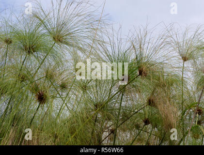 Papyrus (Cyperus papyrus) swamp in Lake Victoria Stock Photo - Alamy
