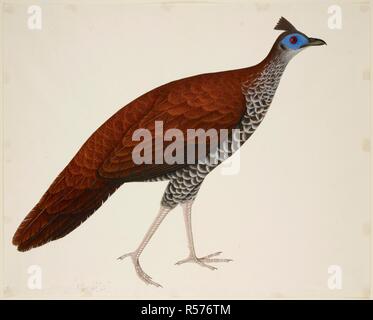Crested fireback pheasant (Lophura ignita) in Borneo, Malaysia Stock ...