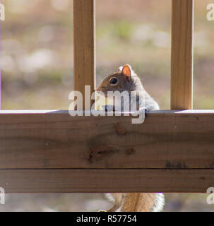 A side closeup of an Eastern gray squirrel running on the yellowing ...