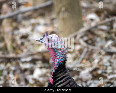 head shot of male turkey in mating colors looking into camera Stock ...