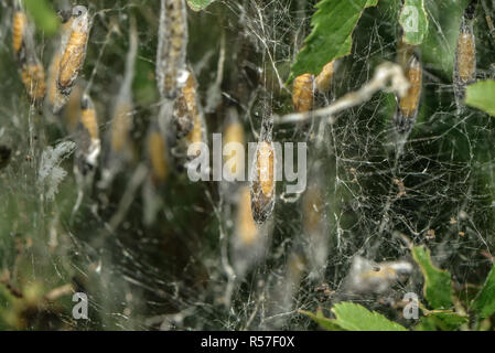 spinning moths in the bush Stock Photo - Alamy