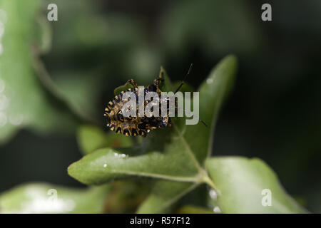 larva of the red-legged tree bug Stock Photo - Alamy