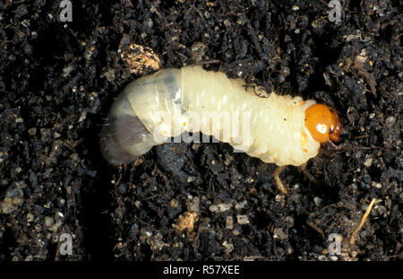 CURL GRUB, THE LARVAE OF THE AFRICAN BEETLE Stock Photo - Alamy