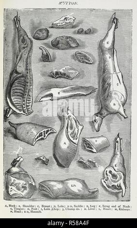 VARIOUS CUTS OF MUTTON Stock Photo - Alamy