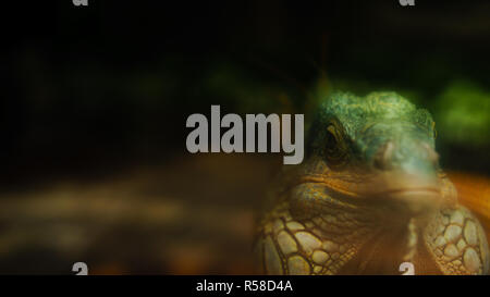 salamander in the glass cage Stock Photo - Alamy