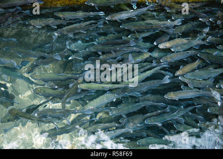 A flock of lake trout in the pond Mezhyhiria near Kiev Stock Photo - Alamy