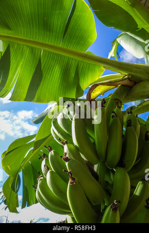 Banana Palm Tree Fruit Stalk (Musa acuminata Stock Photo - Alamy
