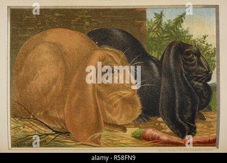 A rabbit. The Book of the Rabbit, giving the history, variations, uses ...